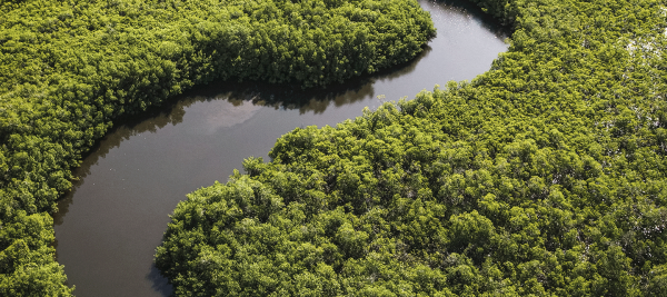 Samsung to Plant Millions of Trees to Fight Climate Change