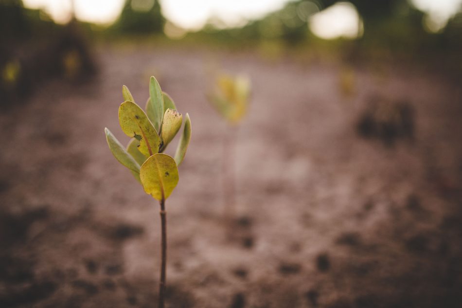 Samsung to Plant Millions of Trees to Fight Climate Change