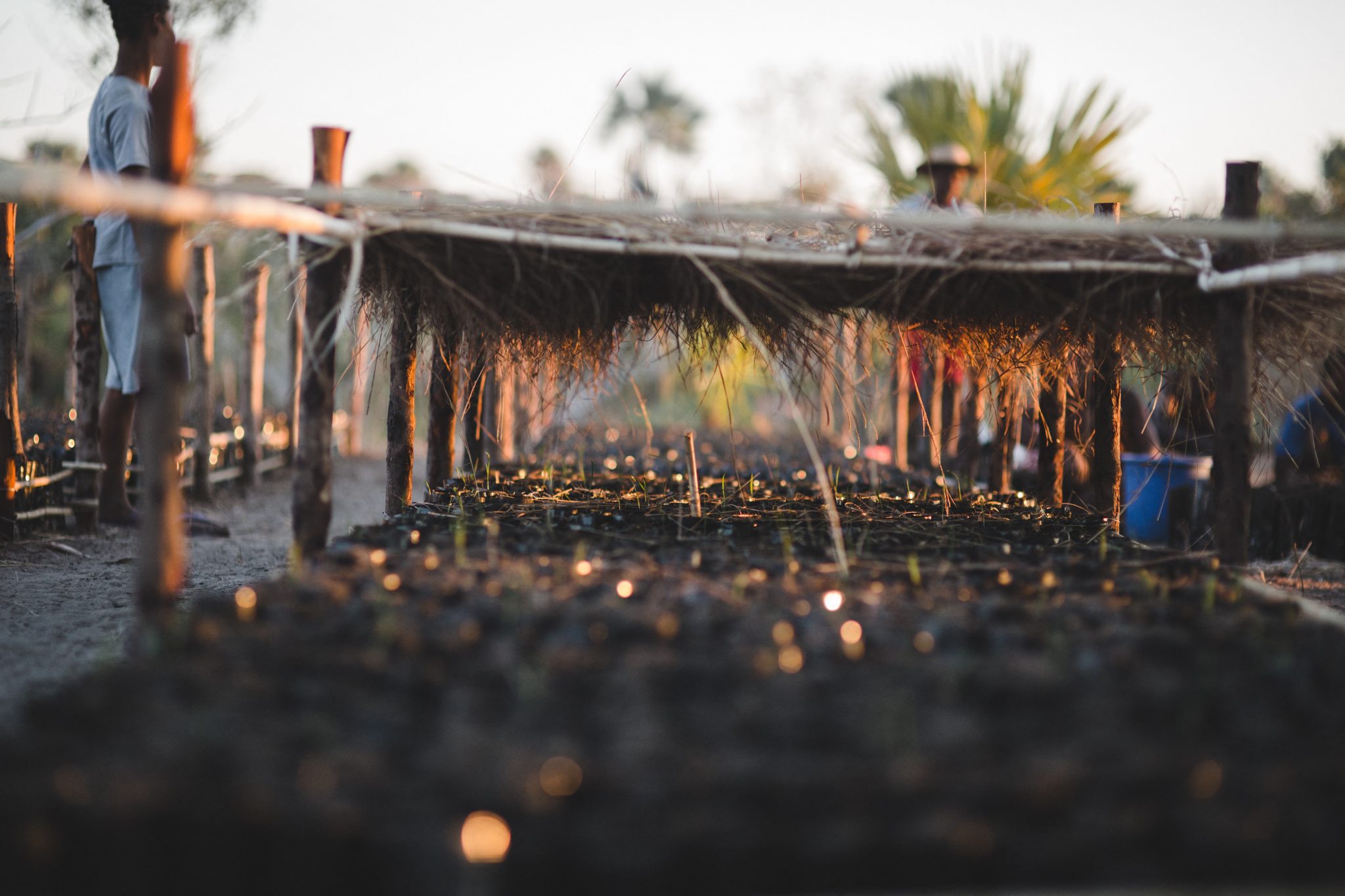Samsung to Plant Millions of Trees to Fight Climate Change