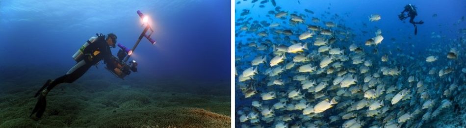 A Deep Dive Into 8K: Underwater Cinematographer Pawel Achtel on New Era ...